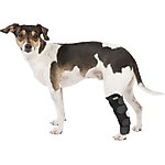 AGON Rear Hock Long Leg Dog Brace, Large - Chewy.com