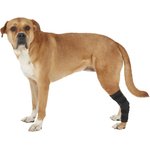AGON Rear Hock Long Leg Dog Brace, Large - Chewy.com
