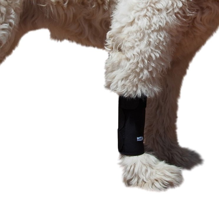 Dog Braces & Splits - Free shipping | Chewy