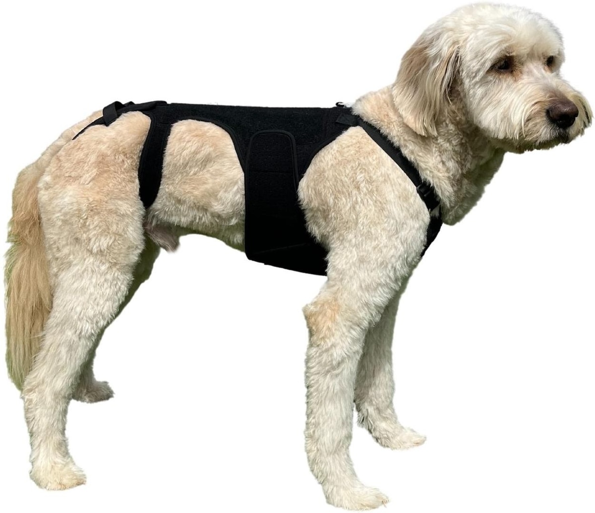 LABRA IVDD, Spine Injury & Arthritis Dog Back Brace, Medium - Chewy.com