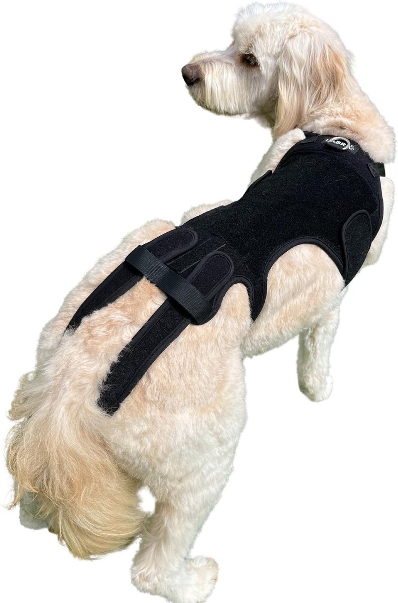 LABRA IVDD, Spine Injury & Arthritis Dog Back Brace, Medium - Chewy.com