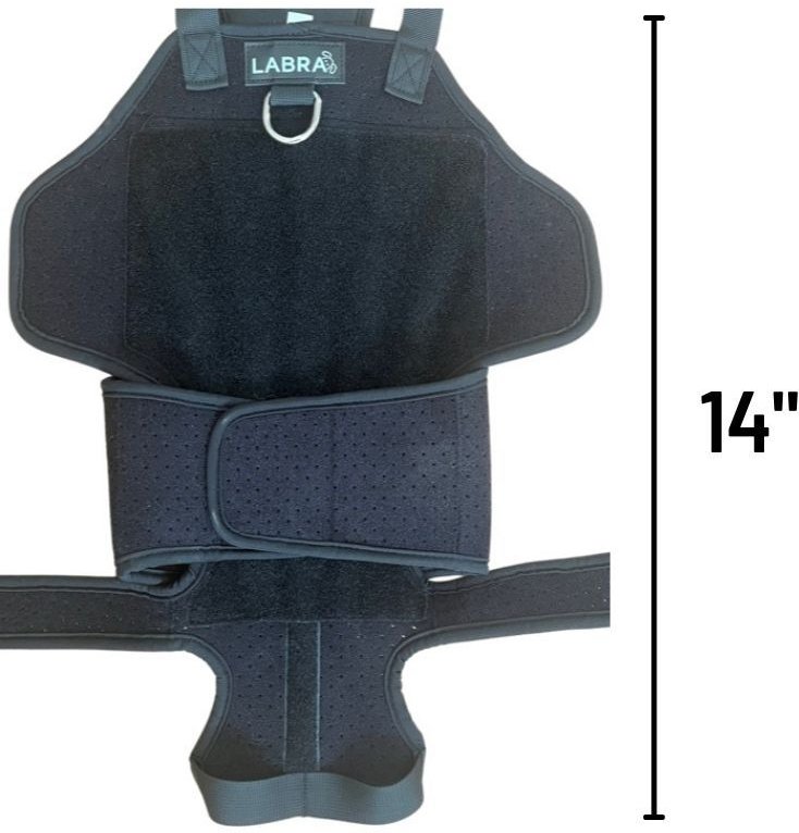 LABRA IVDD, Spine Injury & Arthritis Dog Back Brace, Medium - Chewy.com