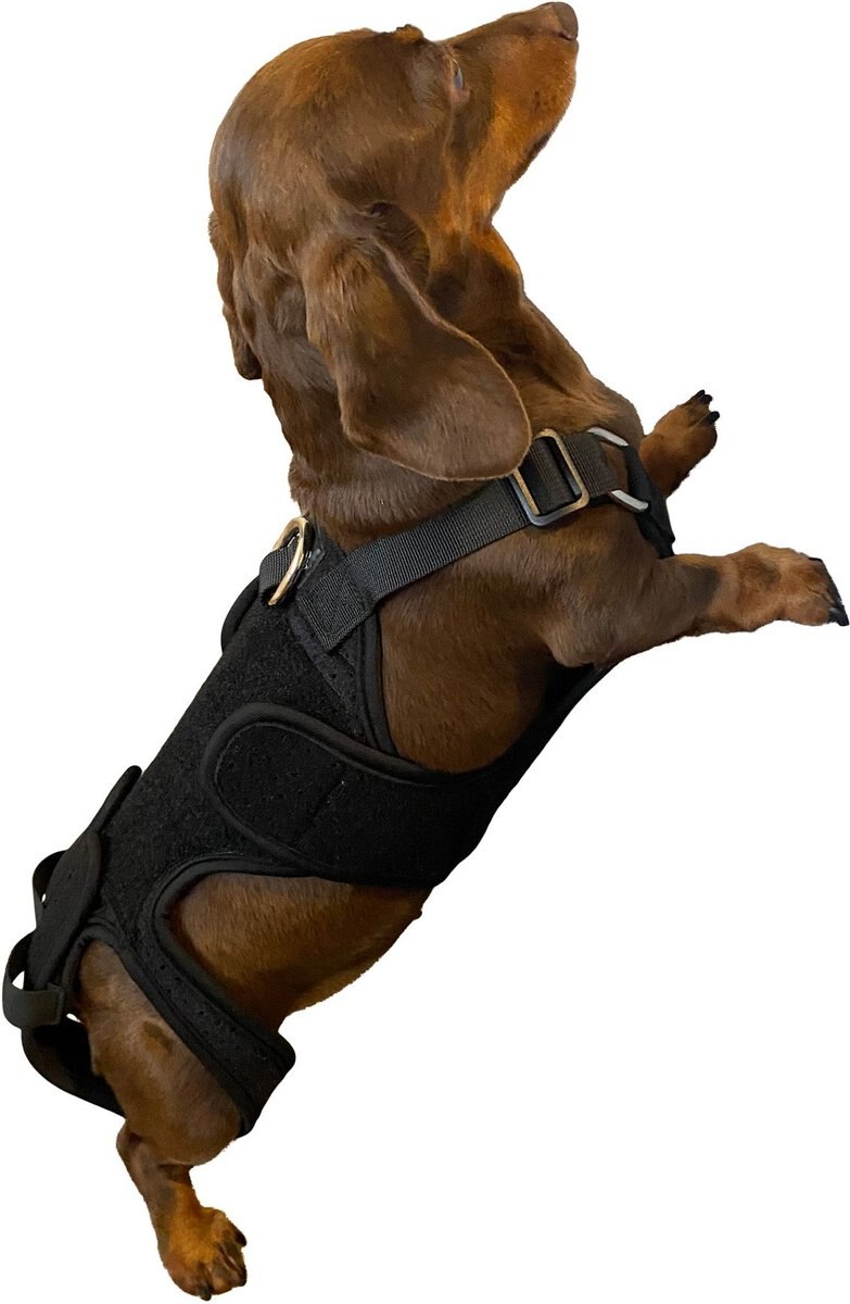 LABRA IVDD, Spine Injury & Arthritis Dog Back Brace, Small - Chewy.com