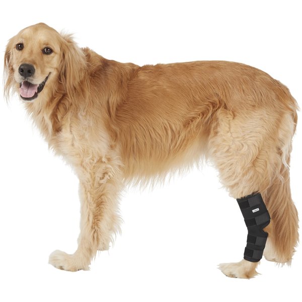 AGON Rear Hock Long Leg Dog Brace, Large - Chewy.com
