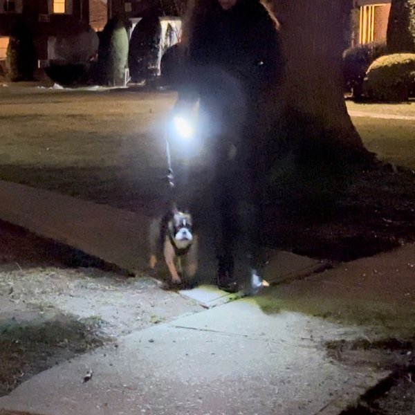 LIGHTVISE Universal Super Bright LED Clamp-On Leash, Collar & Harness ...