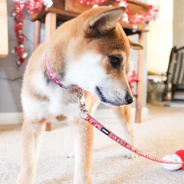 LI'L PALS Charming Ribbon Overlay Standard Dog Leash, X-Small: 6-ft ...