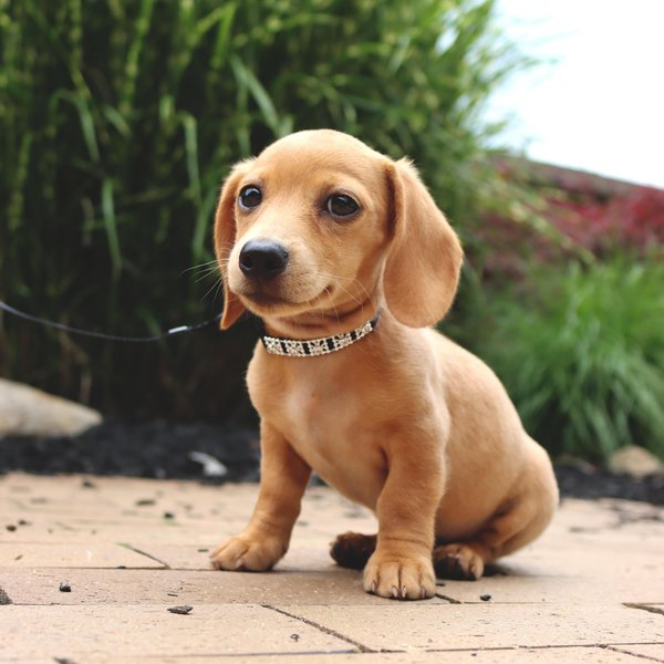 LI'L PALS E-Z Snap Dog Leash, Red, 6-ft long, 3/8-in wide - Chewy.com