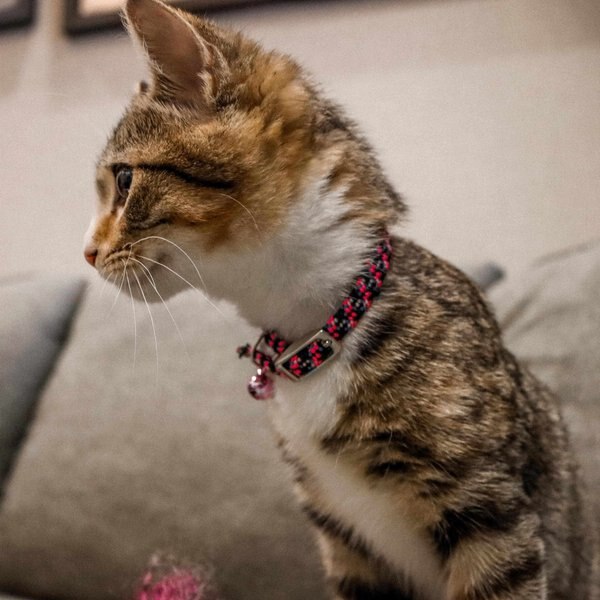 LI'L PALS Elasticized Safety Kitten Collar with Reflective Threads ...