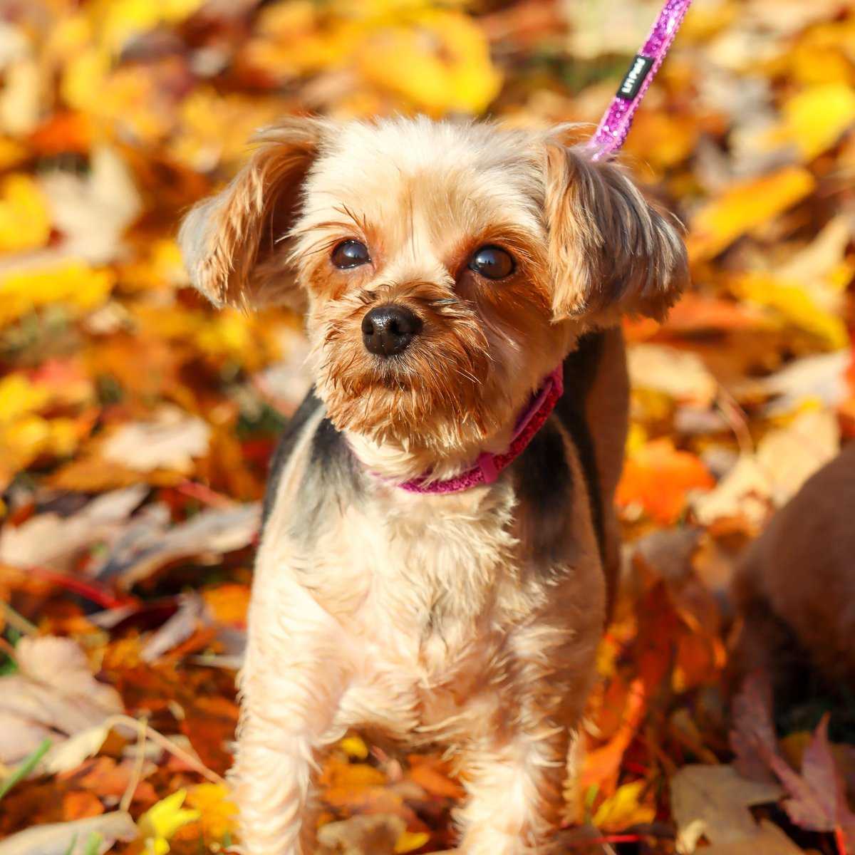 LI'L PALS Glitter Overlay Dog Leash, Blue Sparkles, 6-ft long, 3/8-in ...