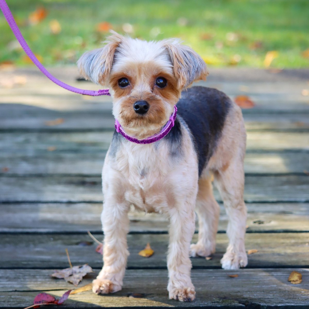 LI'L PALS Glitter Overlay Dog Leash, Blue Sparkles, 6-ft long, 3/8-in ...