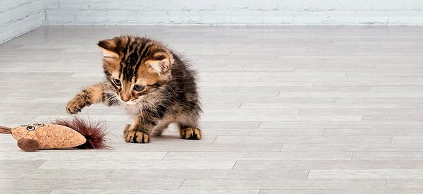 Discontinued - LITTERBOX.COM Cork Pig Cat Toy - Chewy.com