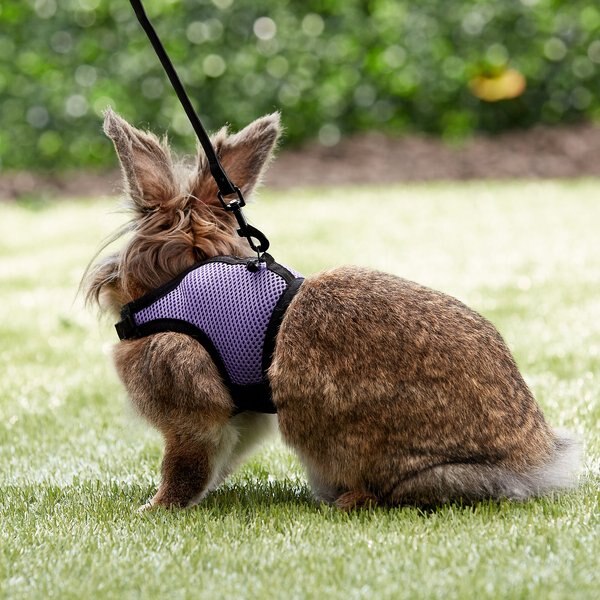 LIVING WORLD Small Animal Harness & Lead, Color Varies, Large - Chewy.com