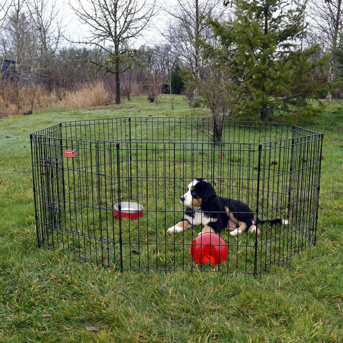 LUCKY DOG Wire Dog Exercise Pen with Step-Thru Door, Small - Chewy.com