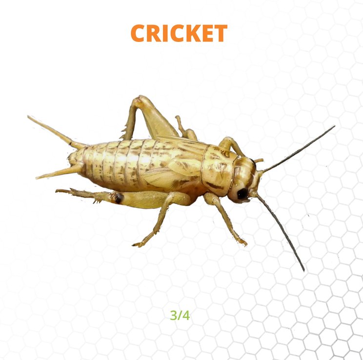 Live Crickets for Sale | Chewy