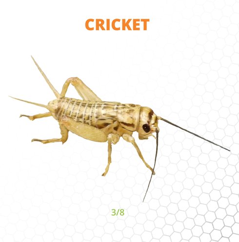Live Crickets for Sale | Chewy