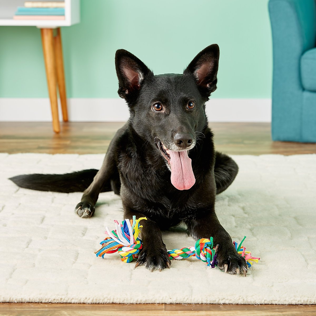 MAMMOTH Cloth Rope Bone for Dogs, Color Varies, Medium - Chewy.com