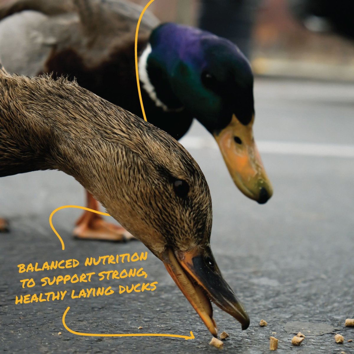 MANNA PRO Duck Layer Pellets Duck Food, 25-lb bag - Chewy.com