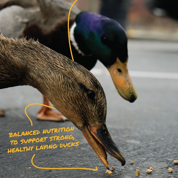 MANNA PRO Duck Layer Pellets Duck Food, 25-lb bag - Chewy.com