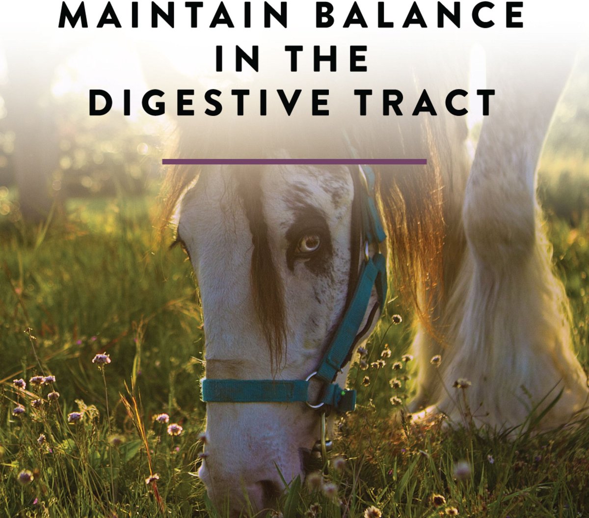 MANNA PRO Opti-Zyme Microbial Probiotic Digestive Hindgut Health Granules Horse, Cattle, Pigs ...