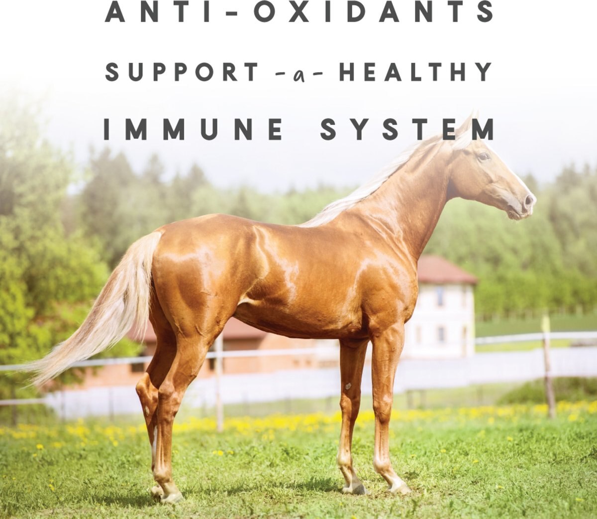 MANNA PRO Sho-Glo Complete Vitamin & Mineral Pellets Horse Supplement ...