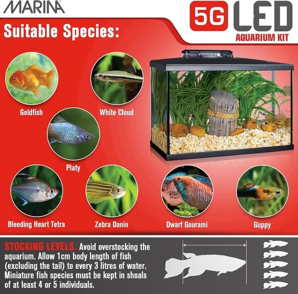 MARINA iGlo 5G Aquarium Kit, 5-gal - Chewy.com