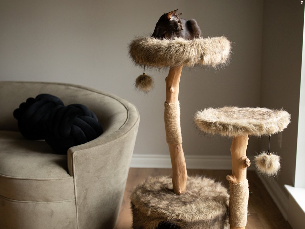 MAU Alba 43-in Modern Wooden Cat Tree & Condo, Brown - Chewy.com