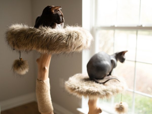 MAU Alba 43-in Modern Wooden Cat Tree & Condo, Brown - Chewy.com