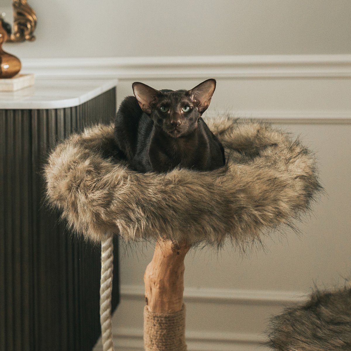 MAU Rizzo 32-in Modern Wooden Cat Tree, Brown - Chewy.com