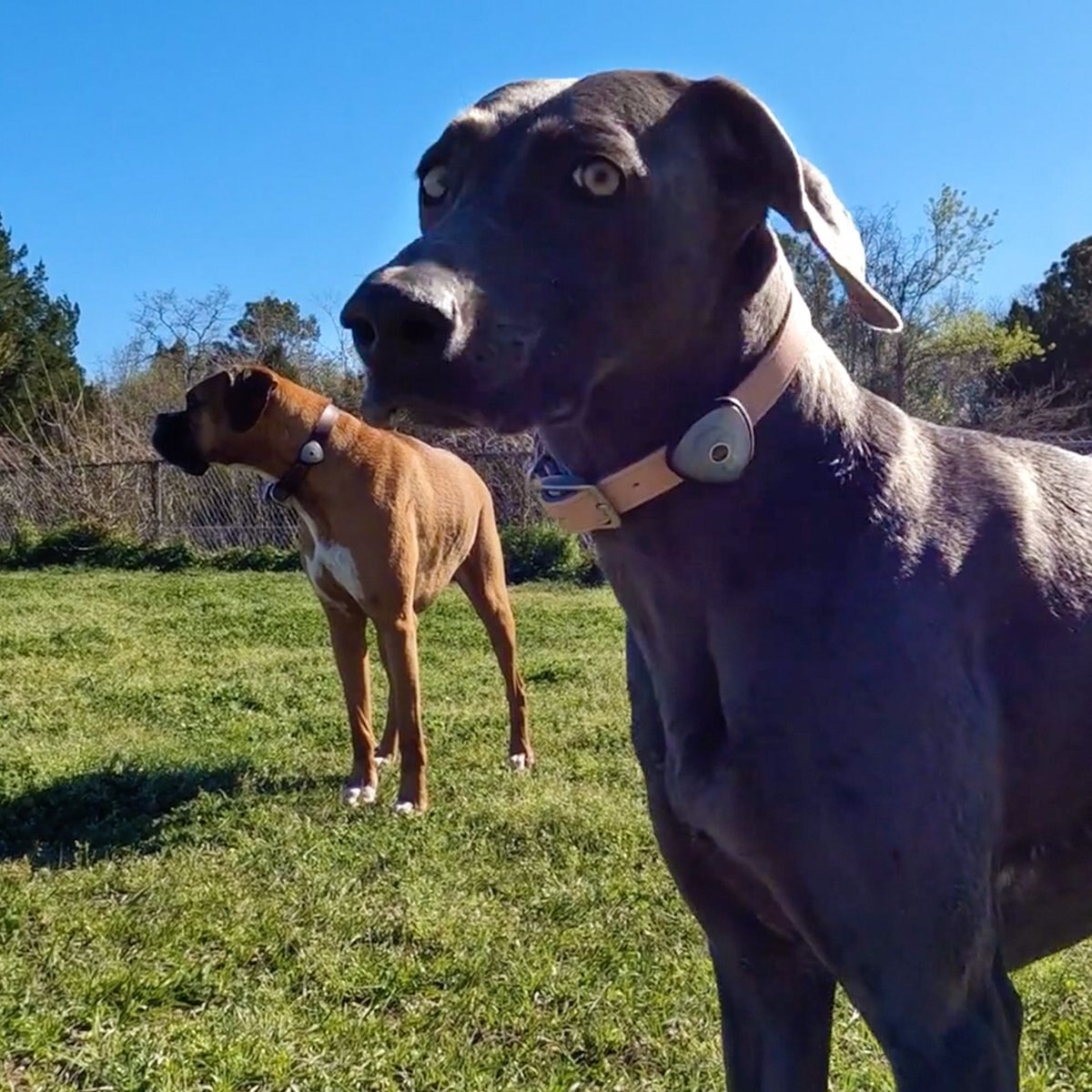 Discontinued - MAX & MOLLY Soundshield 24/7 UltraSonic Tick & Flea ...