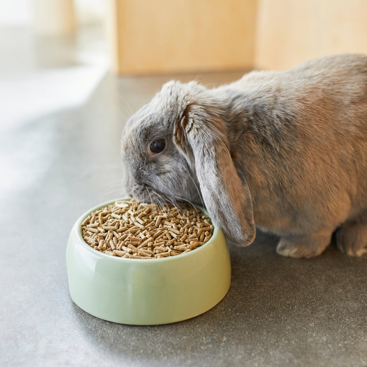 MAZURI Timothy Based Rabbit Food, 5-lb bag - Chewy.com