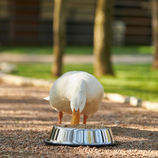 MAZURI Waterfowl Maintenance Floating Duck & Geese Feed, 12-lb bag ...