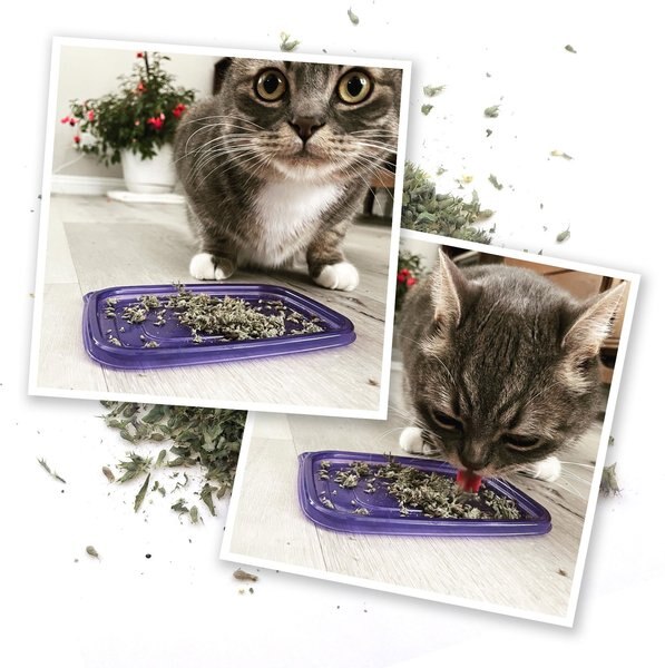 MEOWIJUANA Meowi-Waui Catnip, Large - Chewy.com