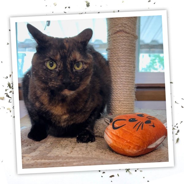 MEOWIJUANA Refillable Get Spooked Pumpkin Cat Plush Toy with Catnip ...