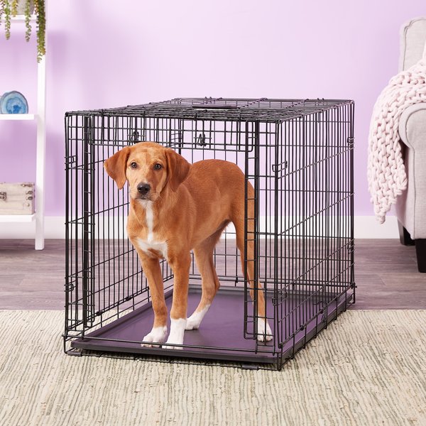 MIDWEST LifeStages Double Door Collapsible Wire Dog Crate, 36 inch ...