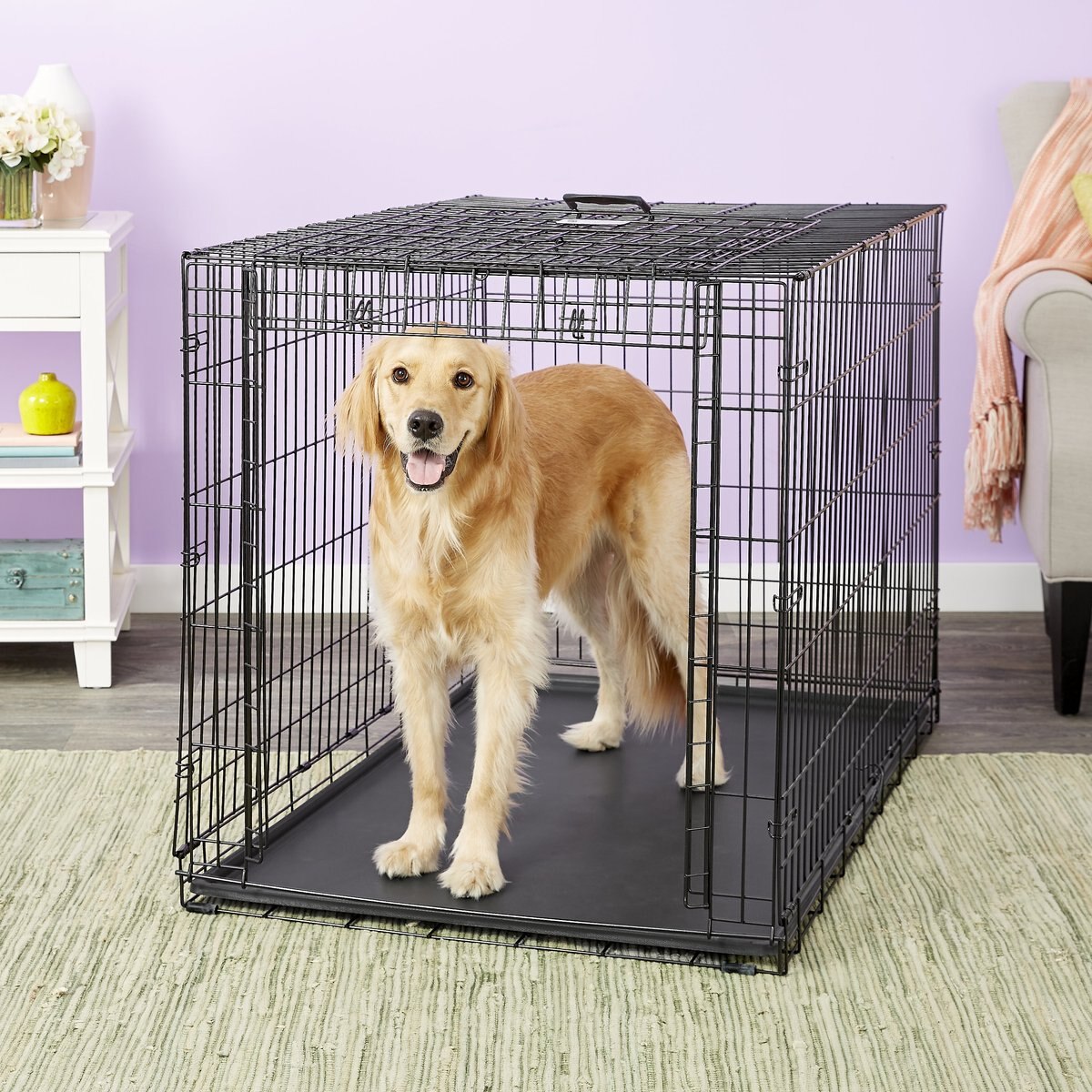 MIDWEST Ovation Single Door Collapsible Wire Dog Crate, 48-in - Chewy.com