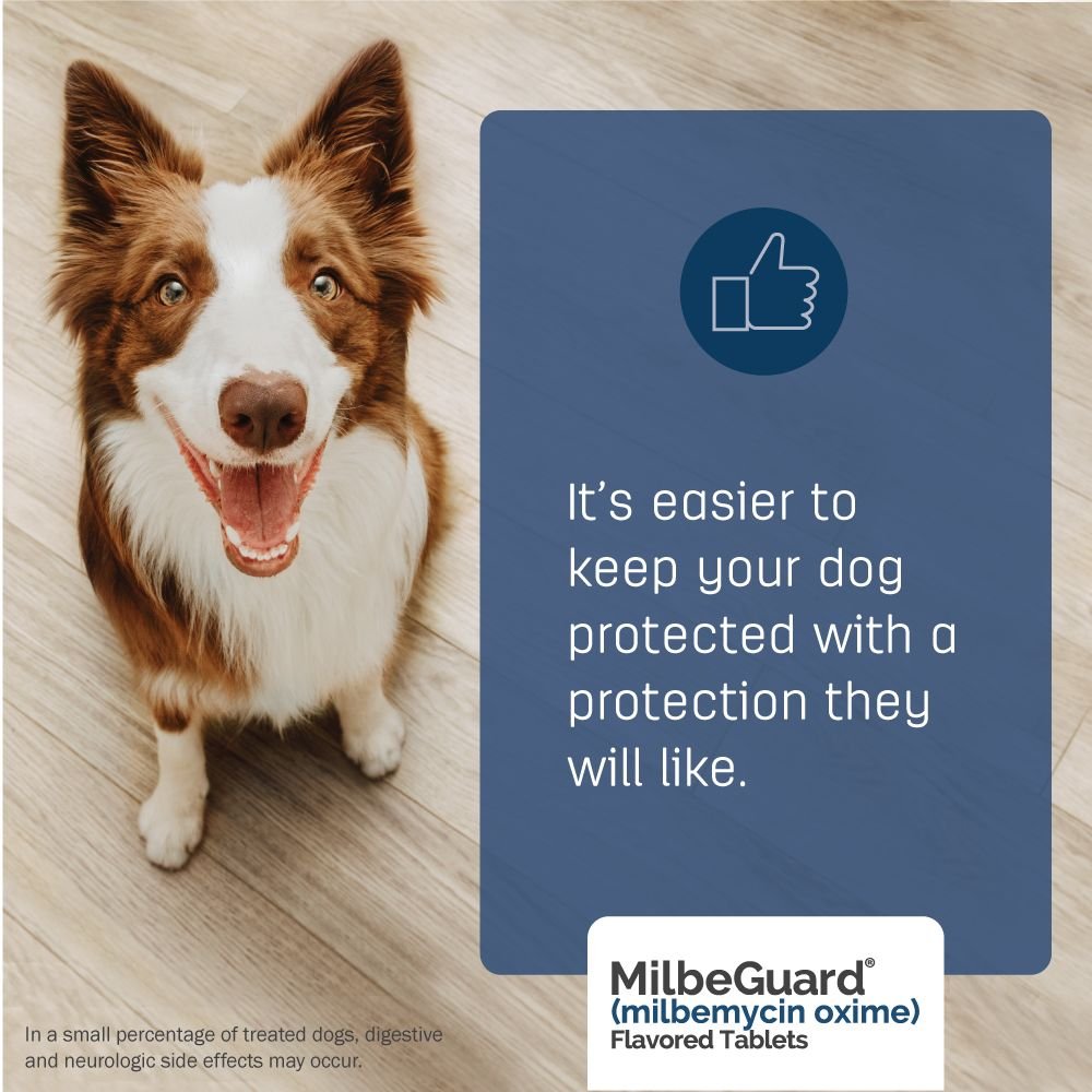 MILBEGUARD Flavored Tablets for Dogs, 2 -10 lbs. (Yellow Box), 2.3 mg, 6 tablets (6-mos. supply ...