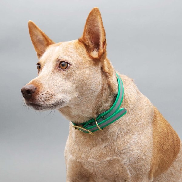 MIMI GREEN Waterproof Reflective with Riveted Name Plate Dog Collar ...
