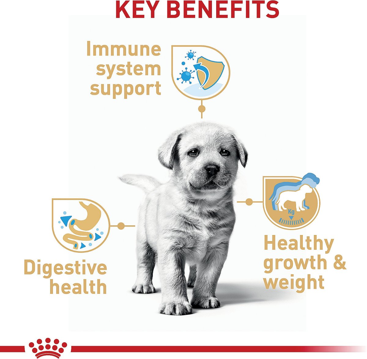 ROYAL CANIN Breed Health Nutrition Labrador Retriever Puppy Dry Dog ...