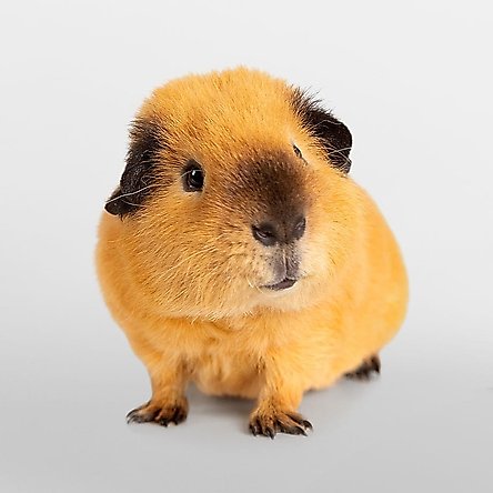 Pet Food, Products, Supplies at Low Prices - Free Shipping | Chewy.com