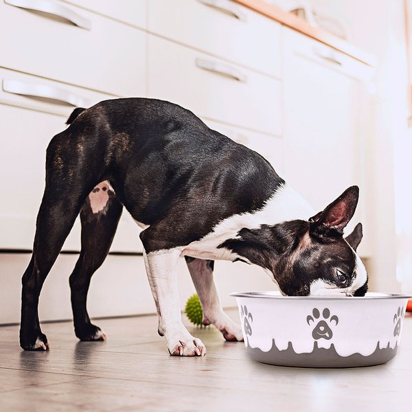 MASLOW Design Series Paw Design Non-Skid Stainless Steel Dog Bowl, Grey ...