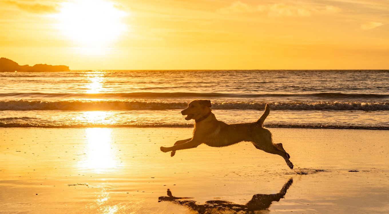 K-PLUS Potassium Gluconate Renal Gel Dog Urinary Supplement, 5-oz tube ...