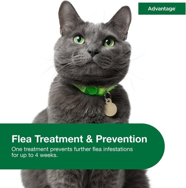ADVANTAGE Topical Flea Prevention for Large Cats, 9 lbs+, 2-Monthly ...