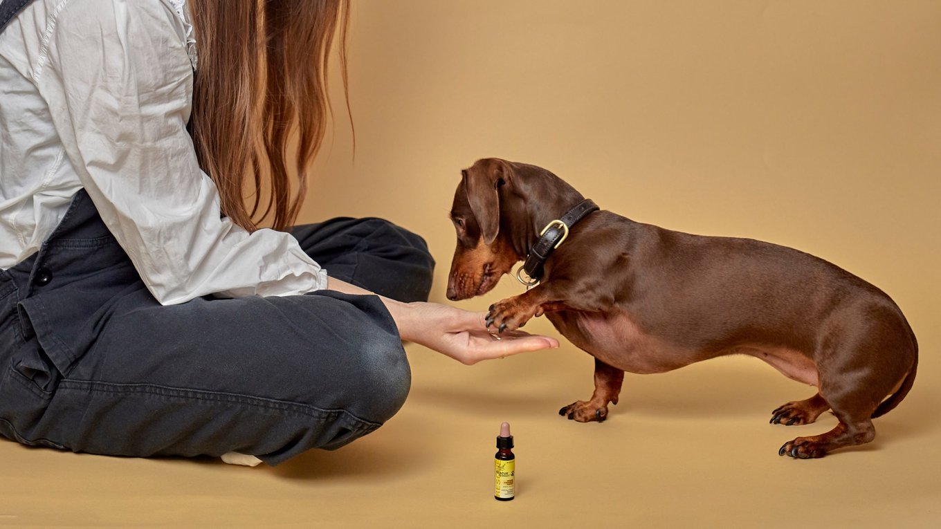 Rescue Remedy Stress Relief Pet Supplement (Free Shipping) | Chewy