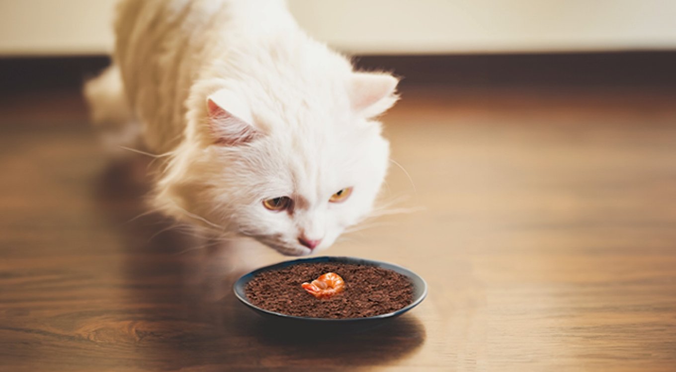 TIKI CAT Grill Ahi Tuna Grain-Free Canned Cat Food, 2.8-oz, case of 12 ...