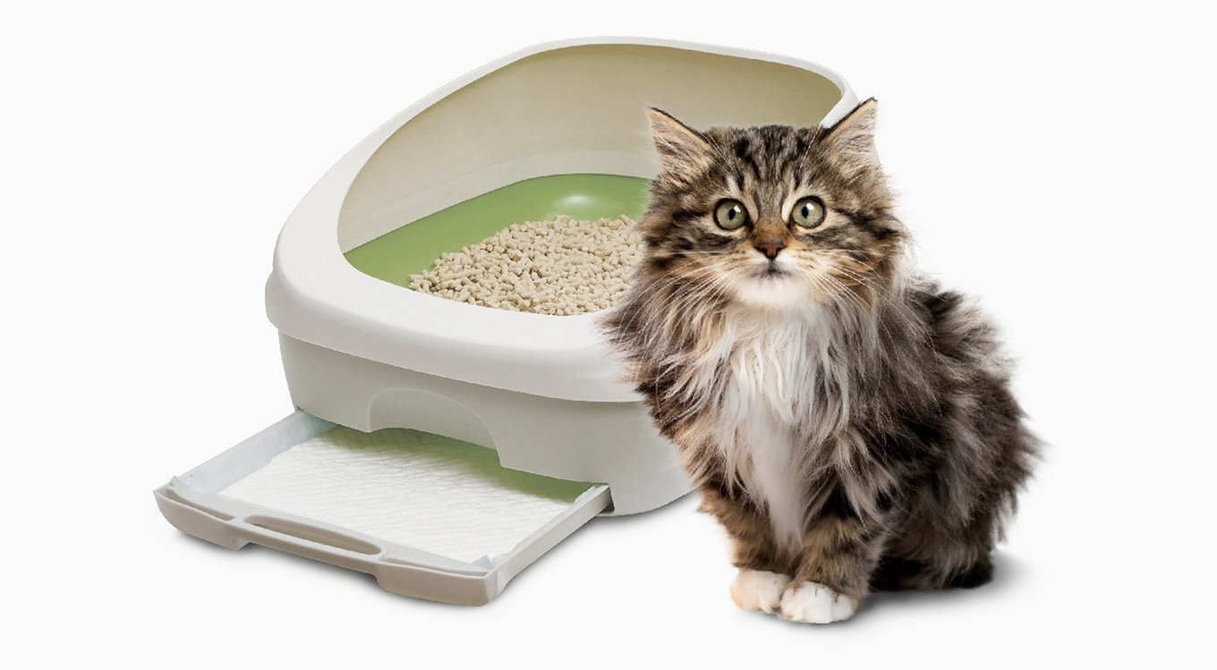 PAW INSPIRED Cat Litter Pads, 20 count, Teal - Chewy.com