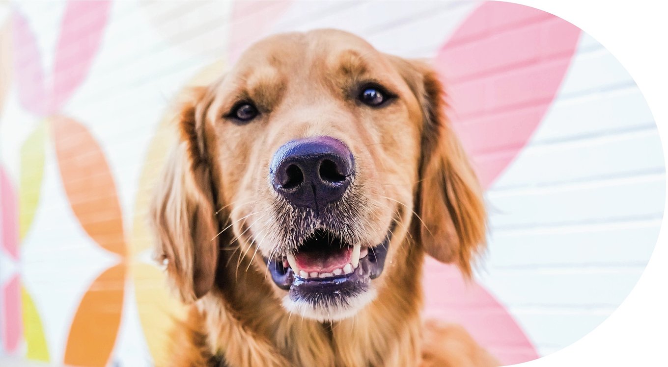 PET LIFE UNLIMITED Flea & Tick Daily Dog Spray, 10-fl oz bottle - Chewy.com