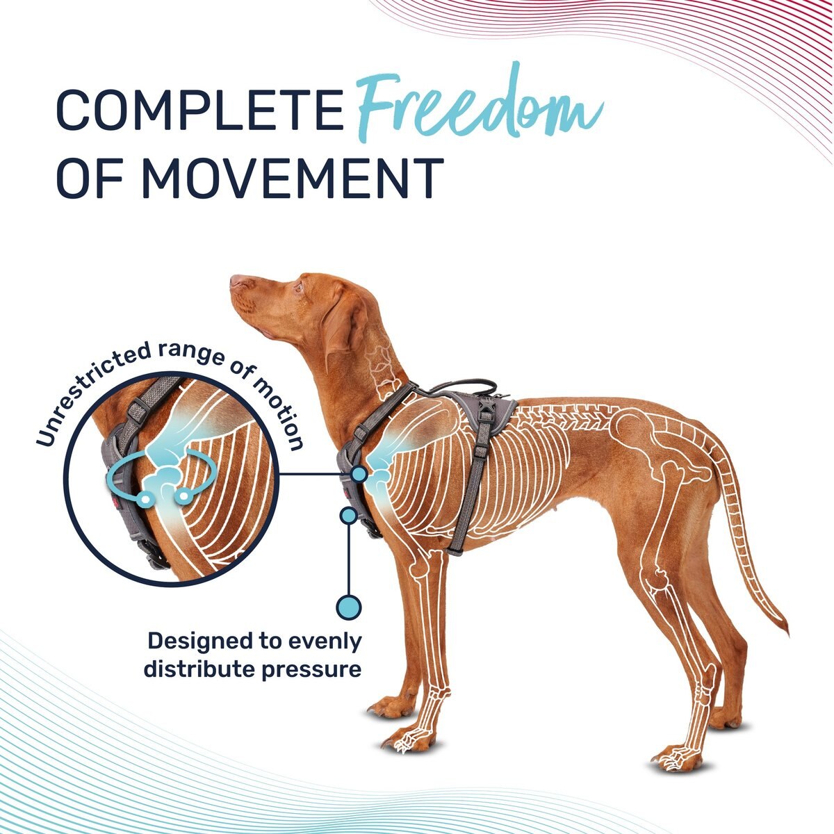 HALTI Anatomy Reflective Dog Harness, Teal, X-Large: 30.75 to 45.25-in ...