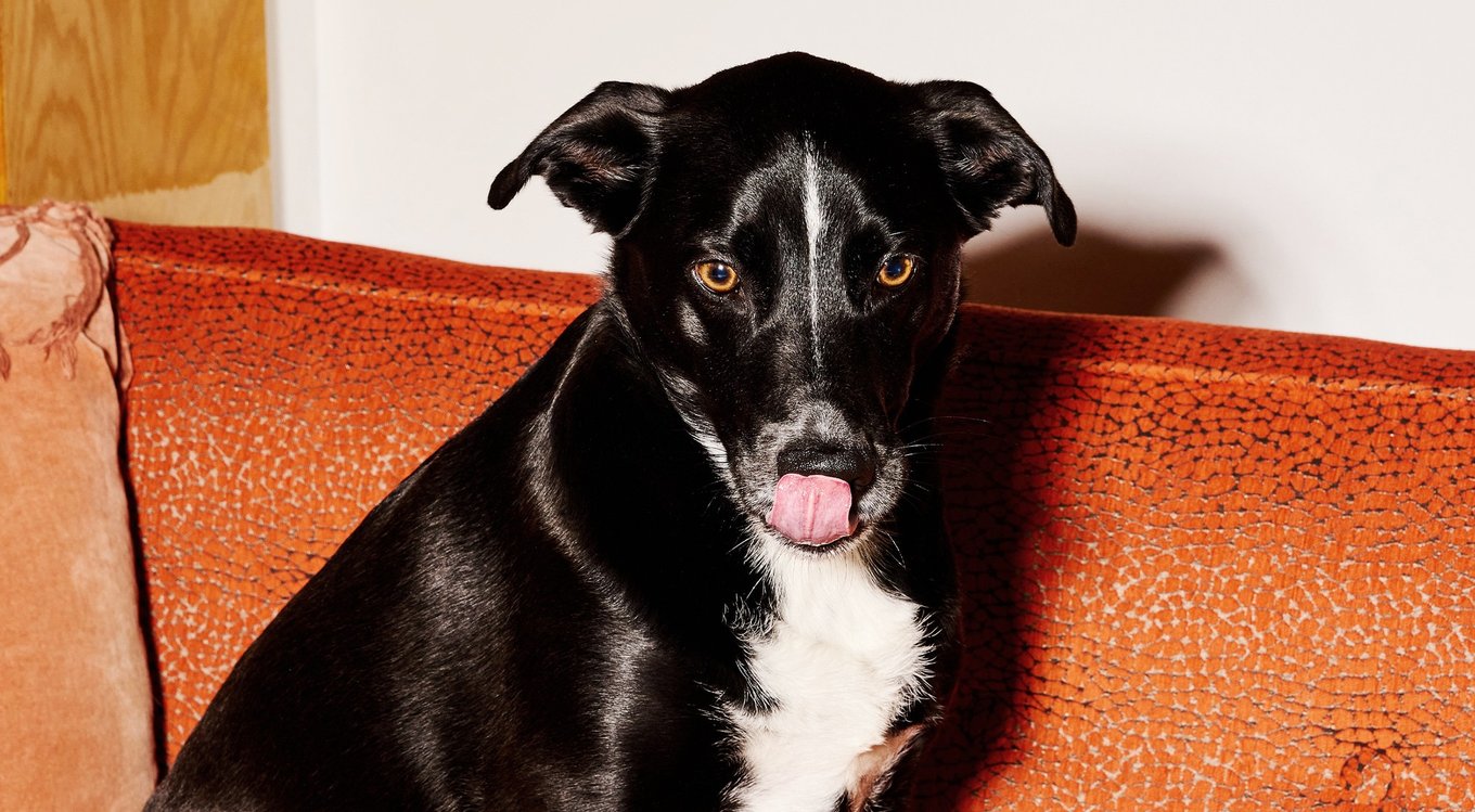 DIGGIN' YOUR DOG Firm Up! Pumpkin Digestive Aid Powder Supplement for ...