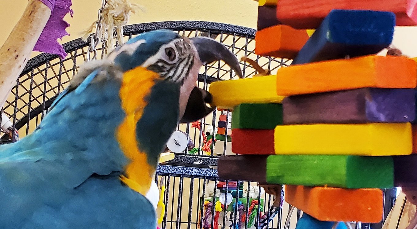 SUPER BIRD CREATIONS Rainbow Bridge Bird Toy, Large/X-Large - Chewy.com