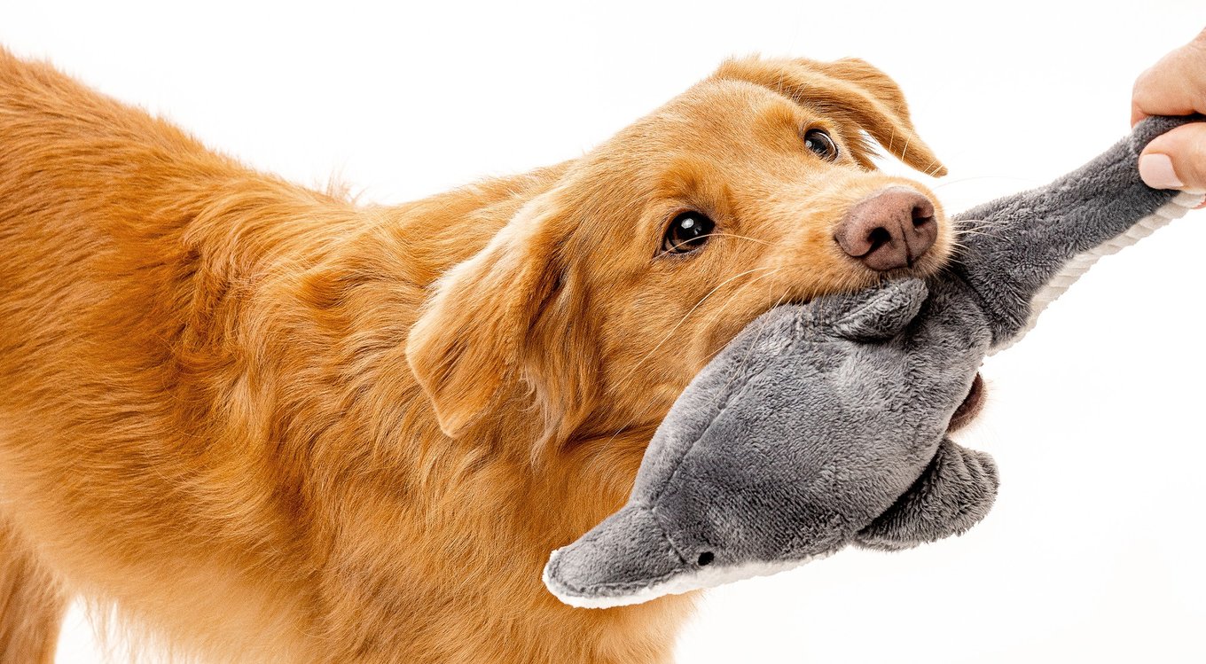 GRRREEN Mahi Mahi Squeaky Plush Dog Toy, Medium - Chewy.com